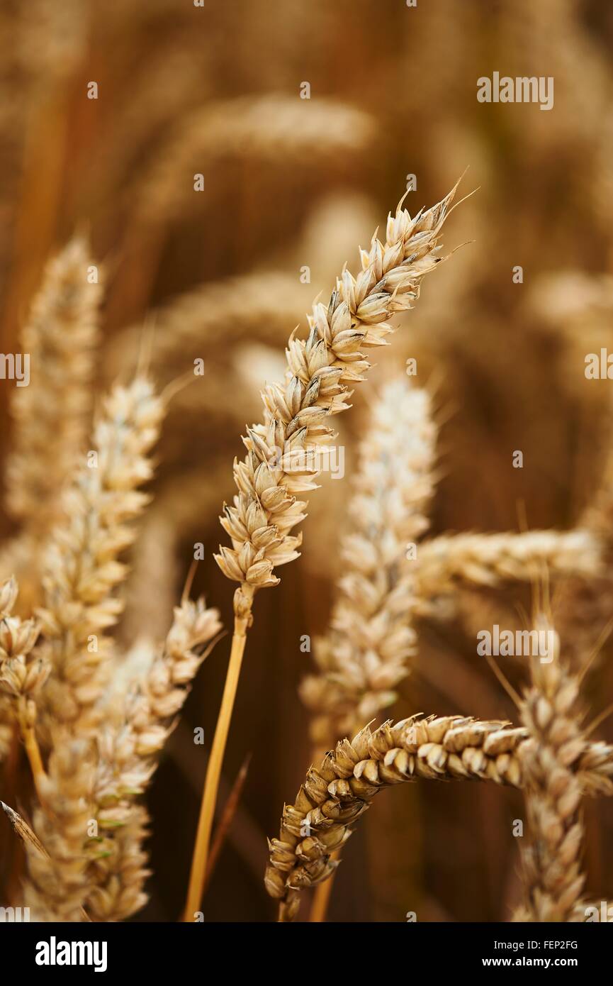 An ear of wheat hi-res stock photography and images - Alamy