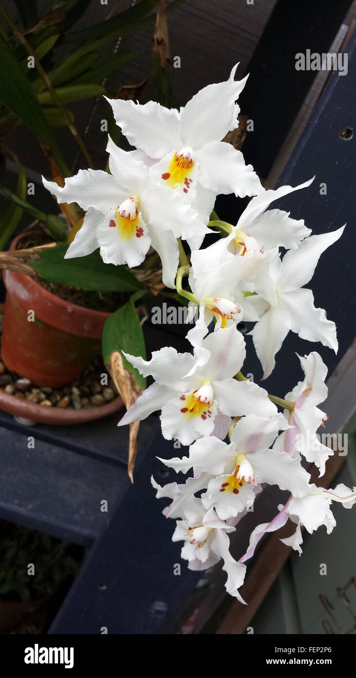 Flower Frilly Plant High Resolution Stock Photography and Images - Alamy