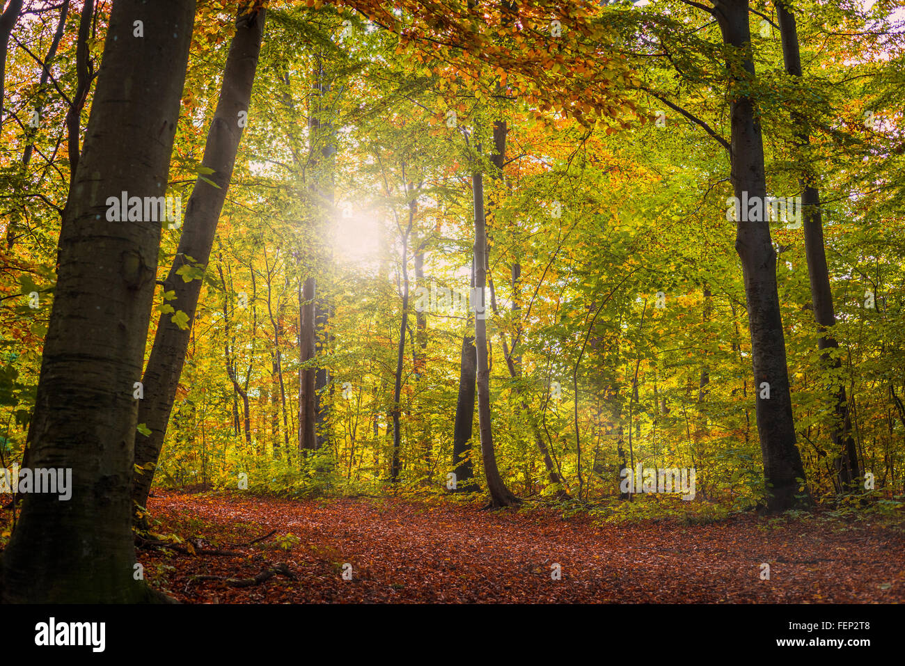 Trees in a forest in the early autumn Stock Photo - Alamy
