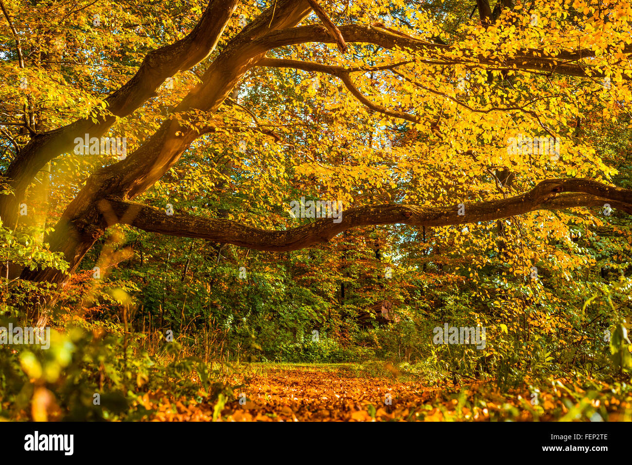 Colorful forest with autumn colors in the fall Stock Photo - Alamy