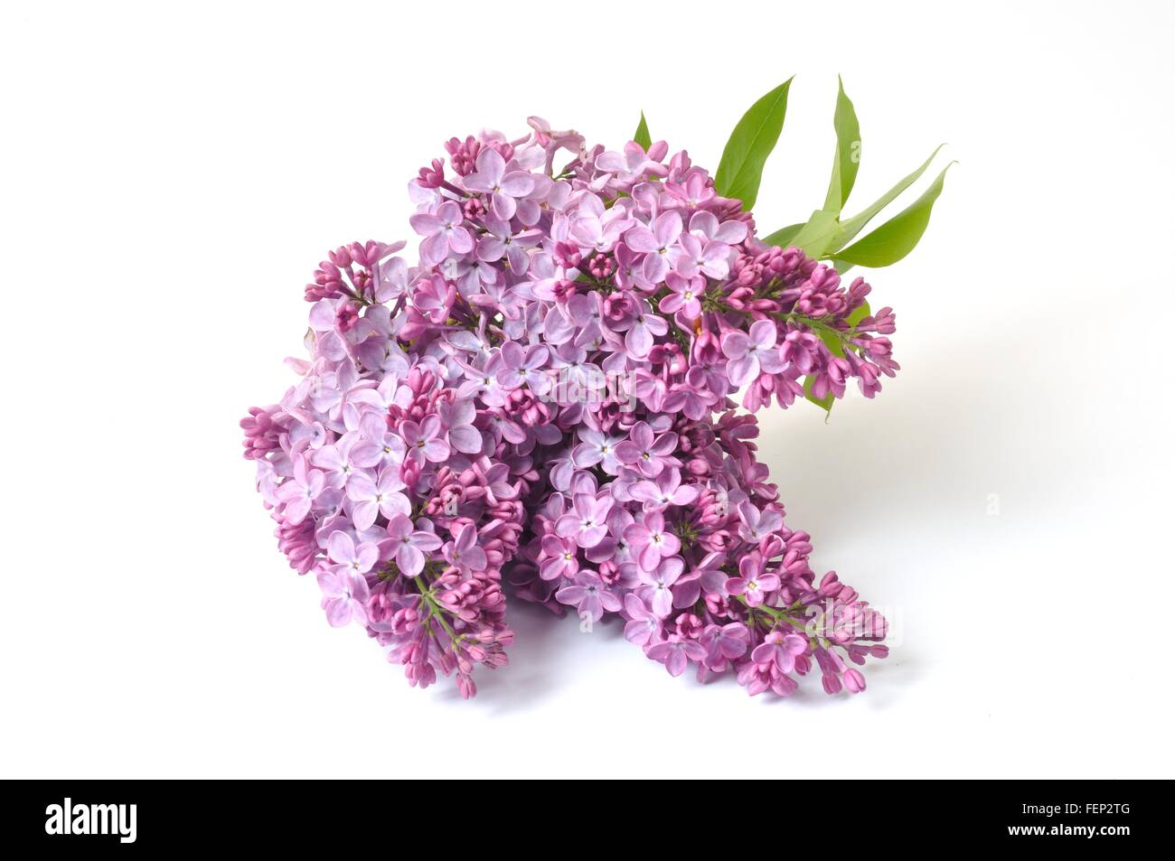 Lilac tree hi-res stock photography and images - Alamy