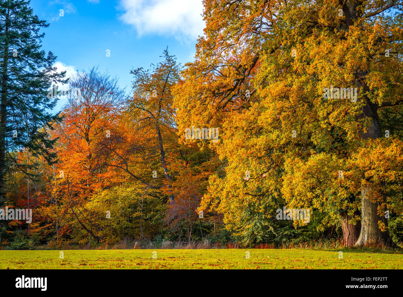 Colorful trees changing in the fall Stock Photo - Alamy