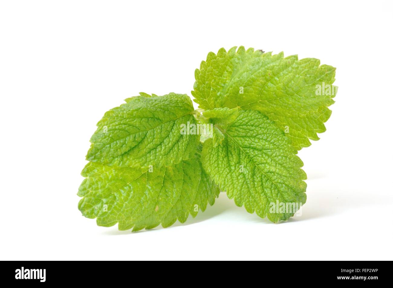 Menthol cool Cut Out Stock Images & Pictures - Alamy