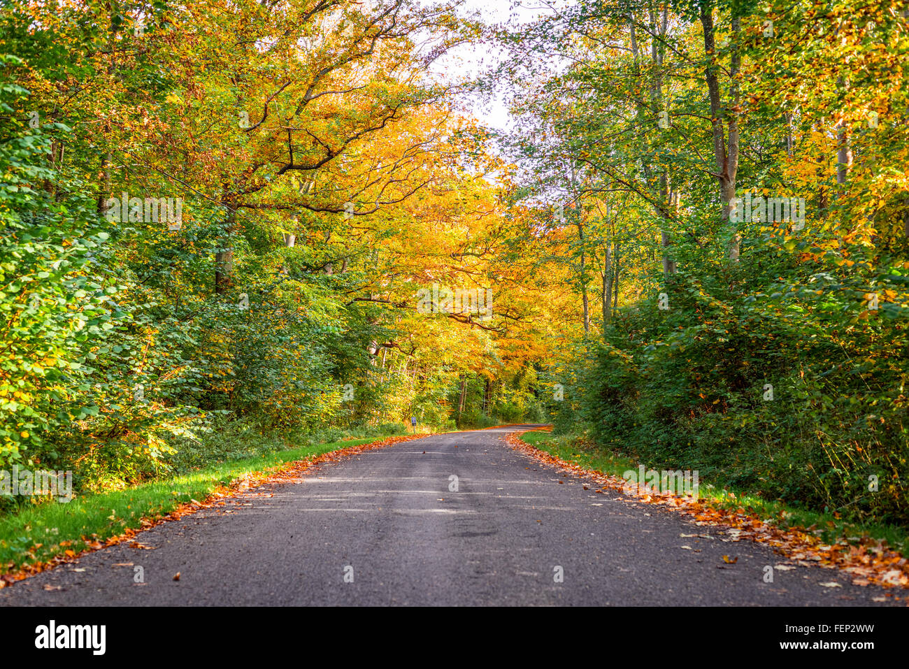 Forest road surrounded colorful trees hi-res stock photography and ...
