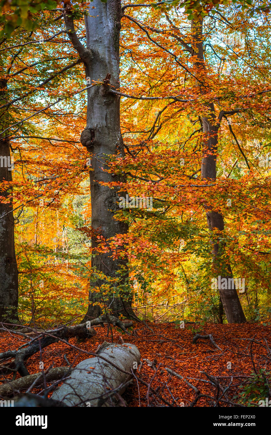 Colorful trees in the woods in the fall Stock Photo - Alamy
