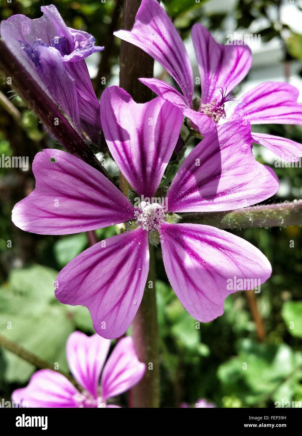 Malva outdoors hi-res stock photography and images - Alamy