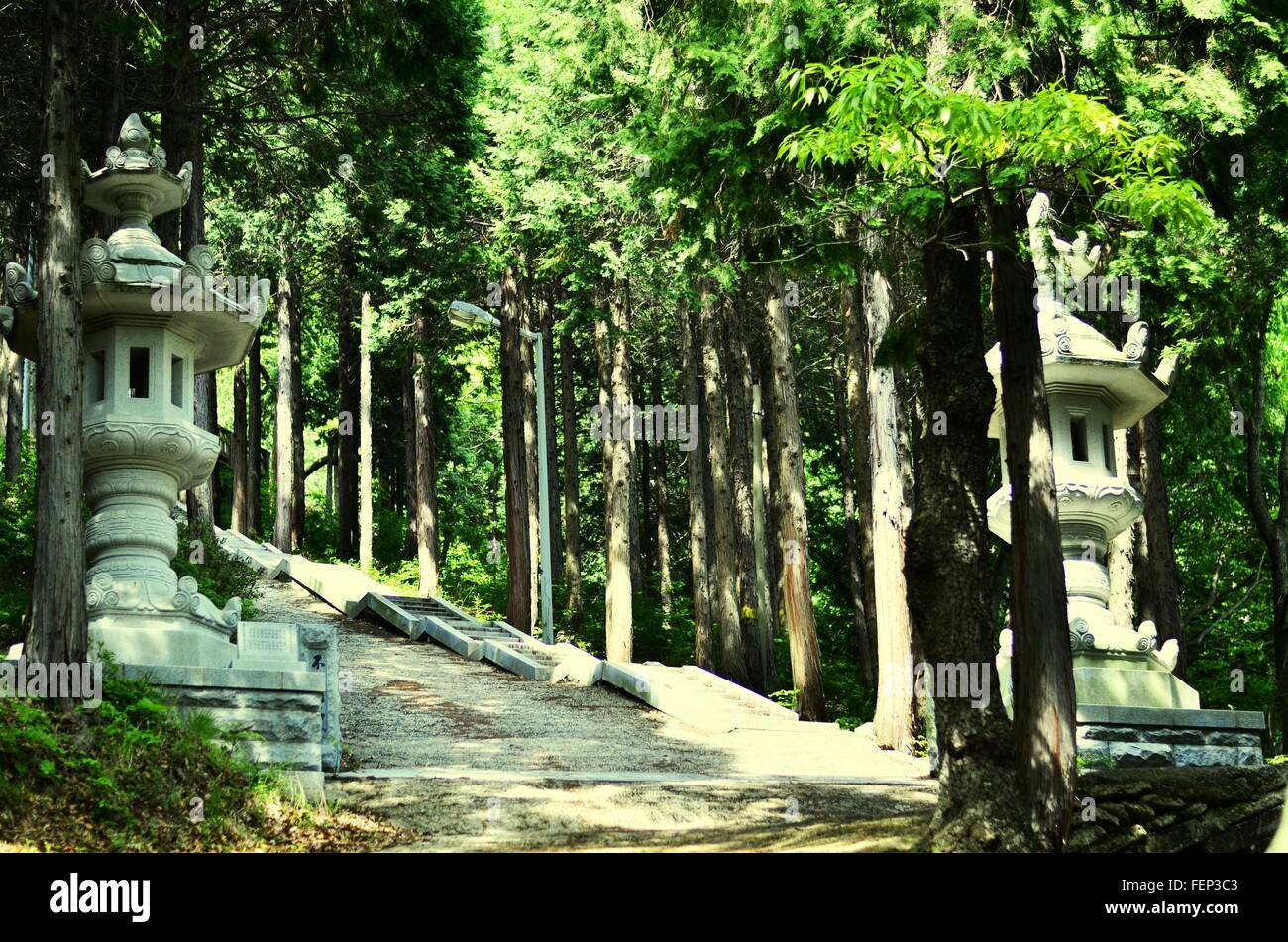 Japanese lanterns forest hi-res stock photography and images - Alamy