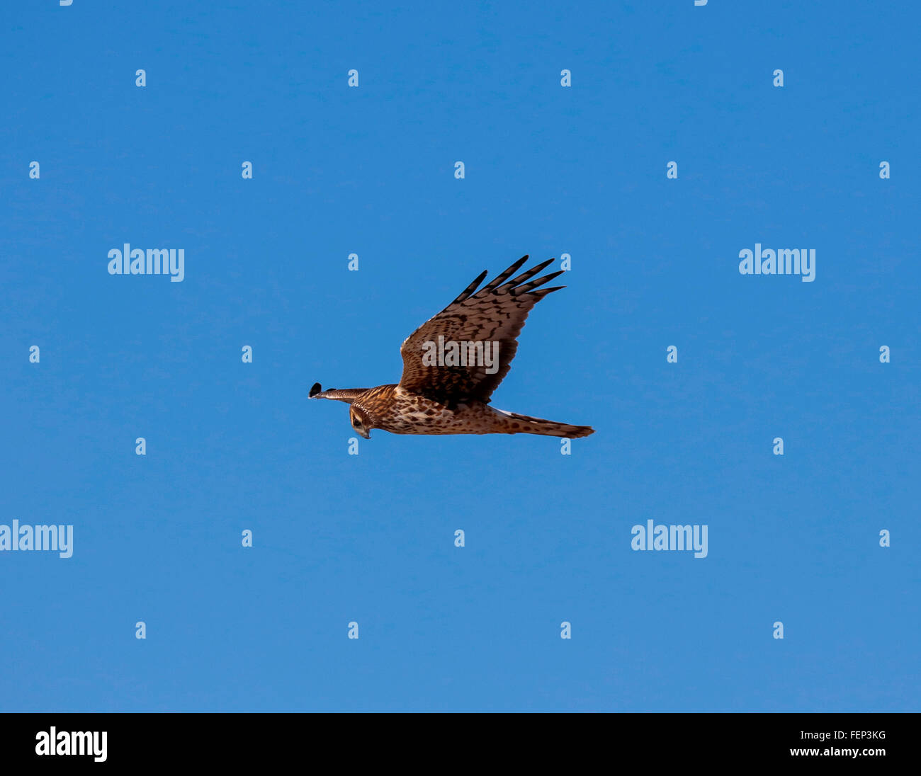 Female northern harrier hi-res stock photography and images - Alamy