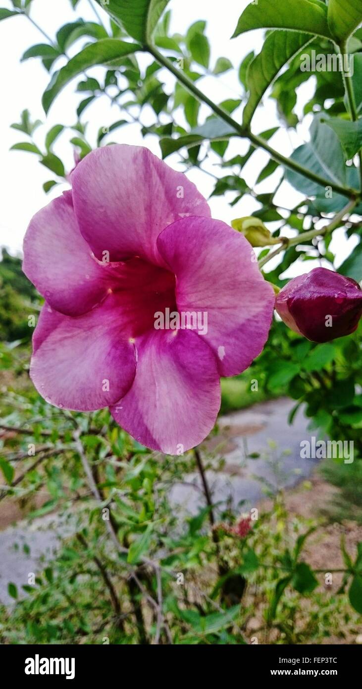 Allamanda hi-res stock photography and images - Alamy