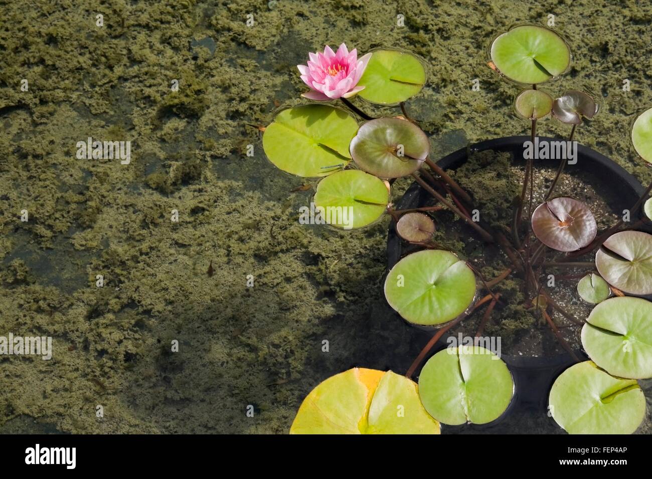 Algae in pond hi-res stock photography and images - Alamy