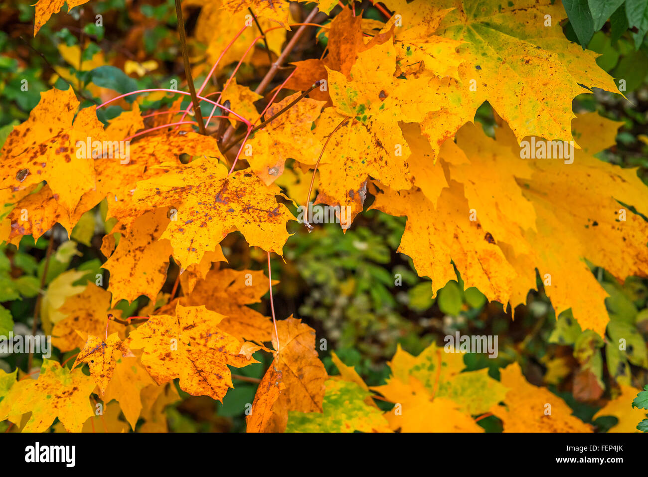 Yellow autumn maple on a tree in the fall Stock Photo - Alamy