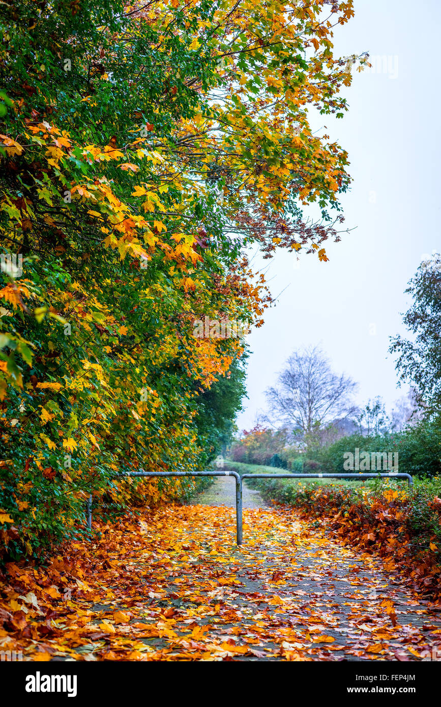 Path in the park with colorful autumn maple Stock Photo - Alamy