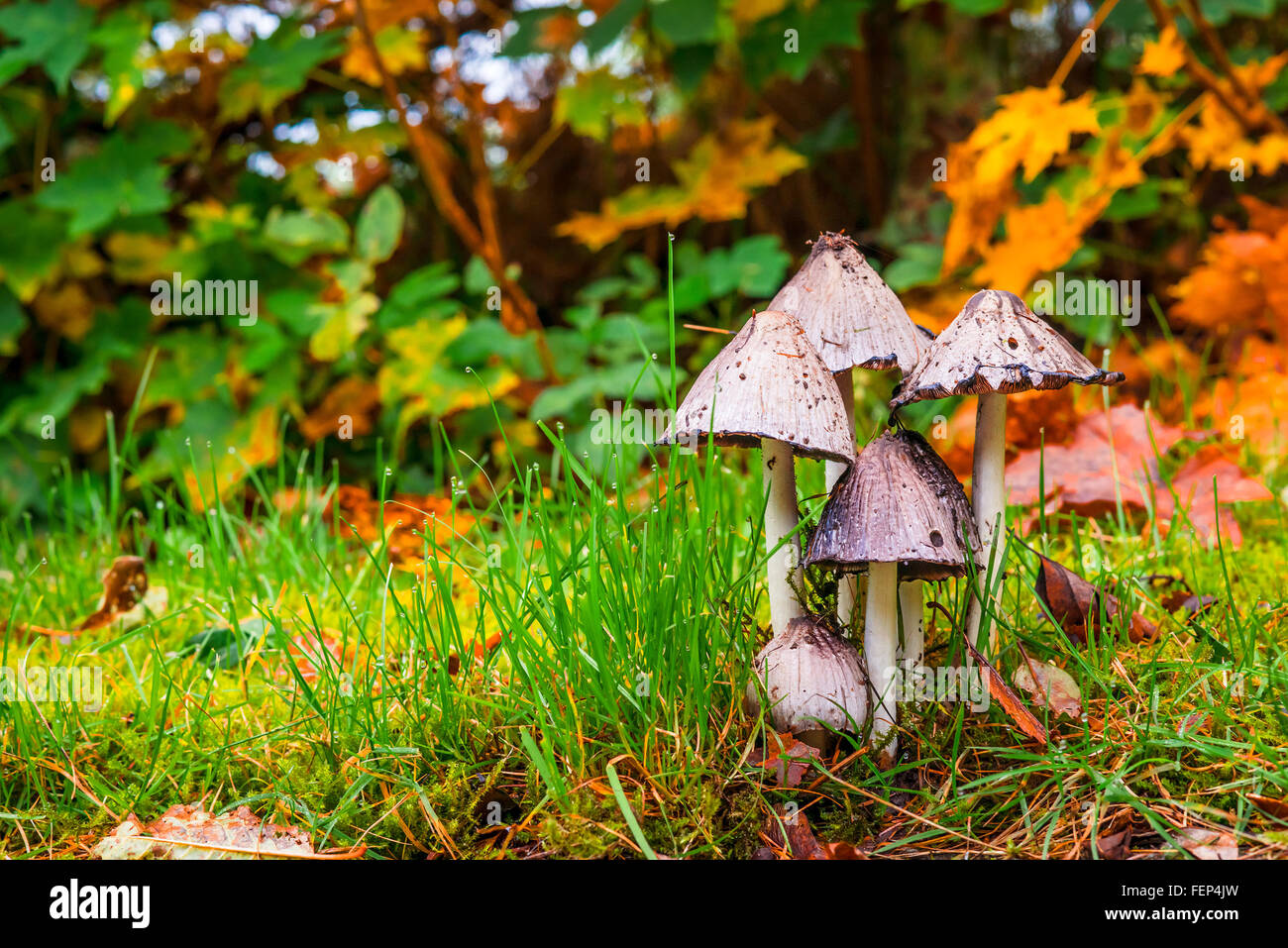 Mushrooms in the forest in the fall Stock Photo - Alamy
