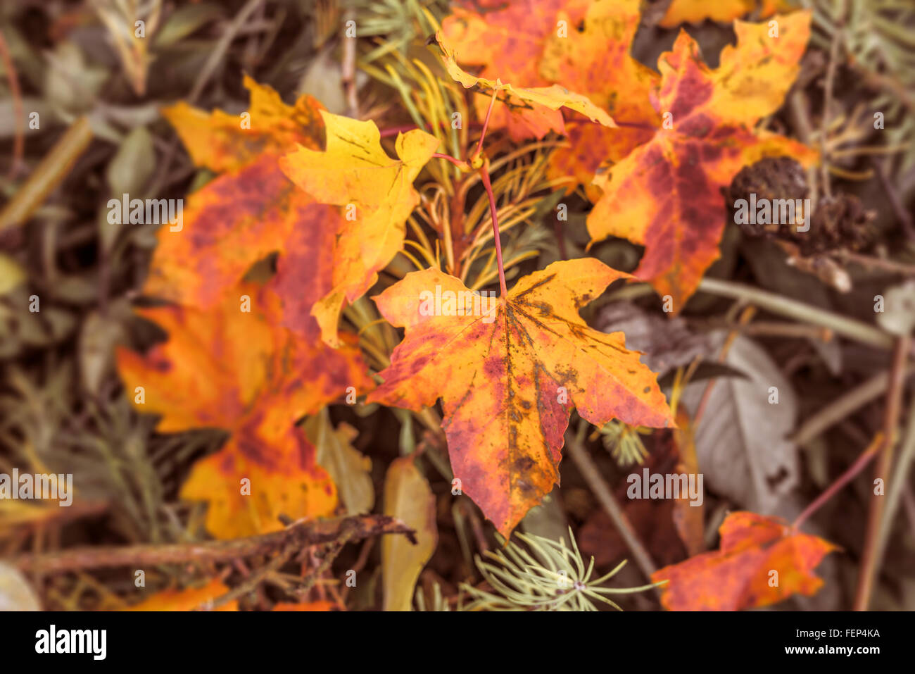 Autumn maple in red and yellow colors in the fall Stock Photo - Alamy