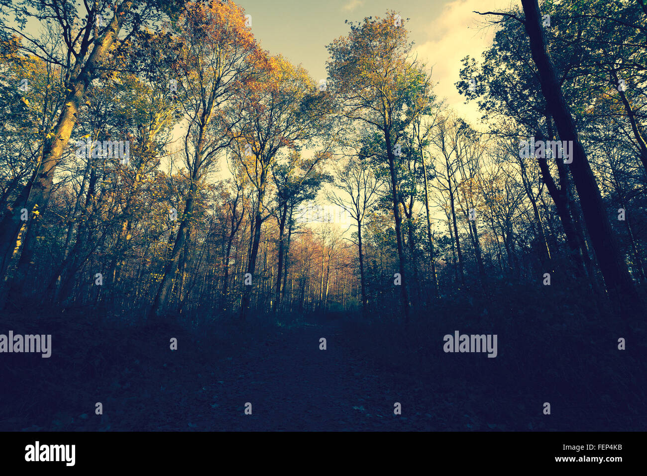 Magic colorful trees in hi-res stock photography and images - Alamy