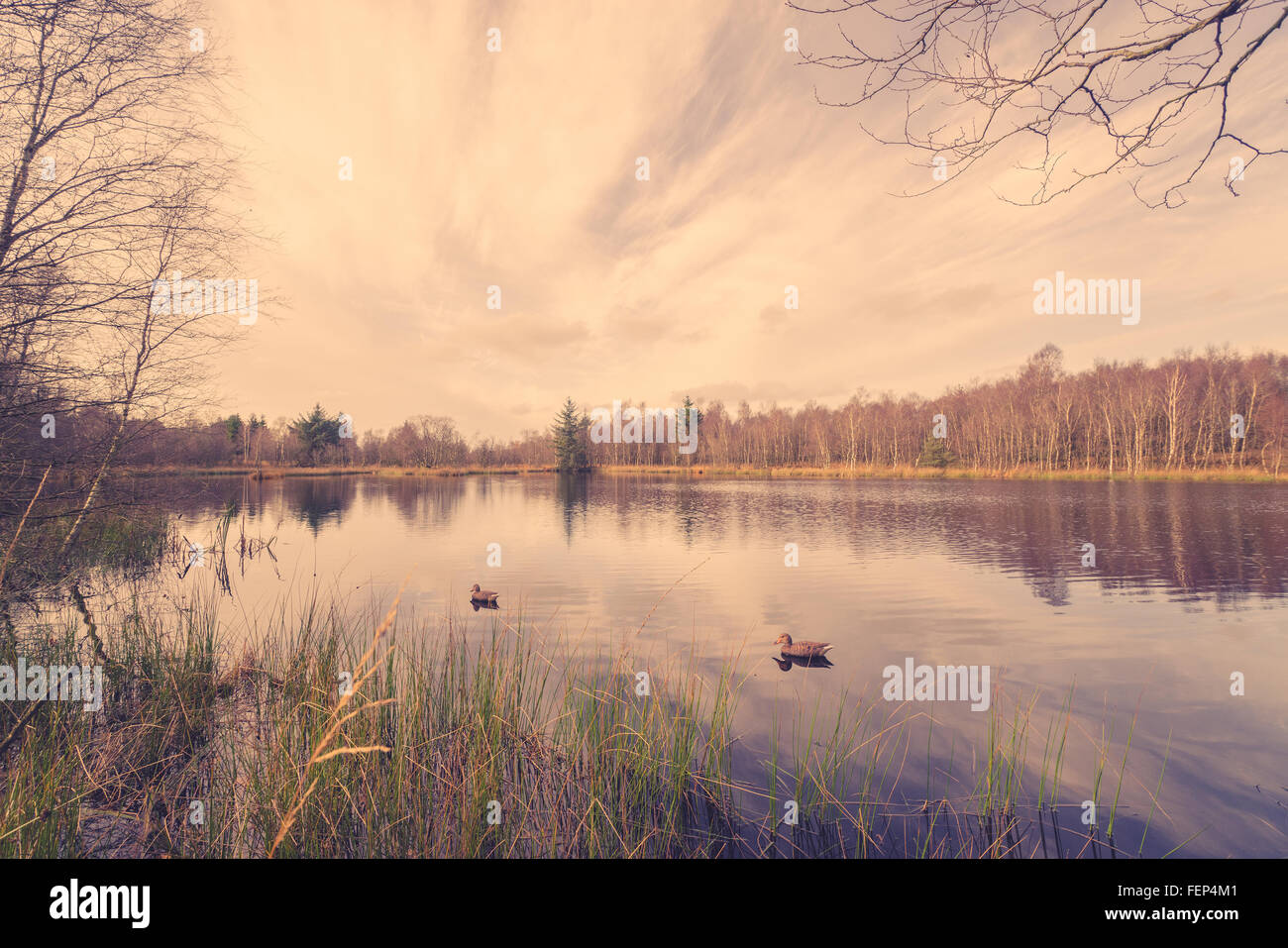 Idyllic lake scenery with lure ducks in the autumn Stock Photo - Alamy