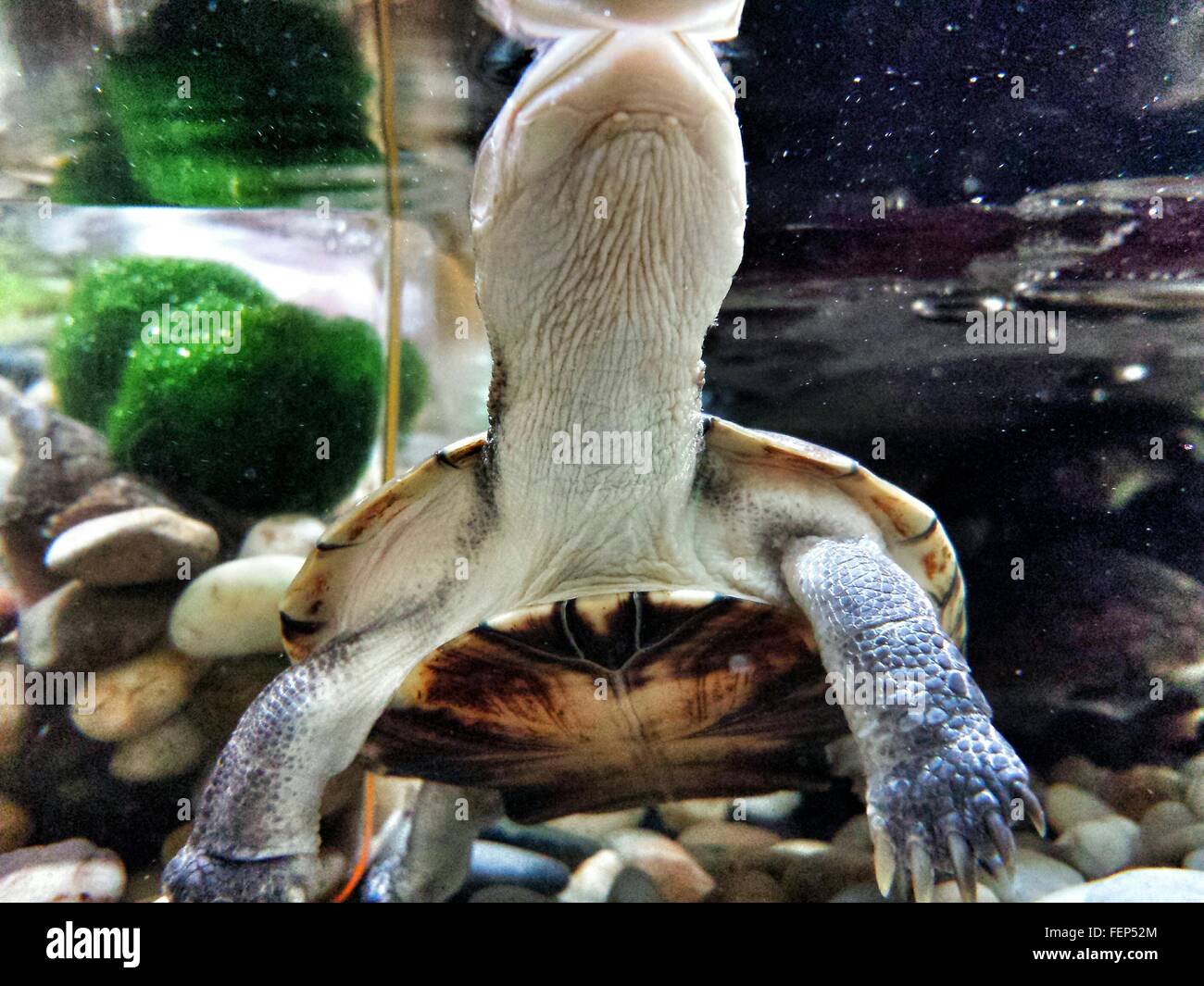 Neck turtle hi-res stock photography and images - Alamy