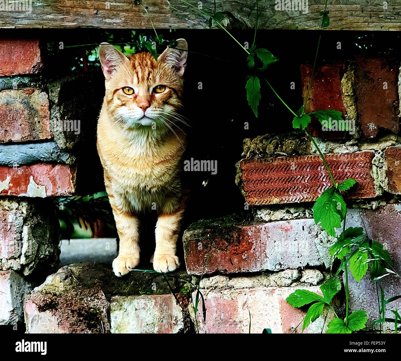Portrait Of Ginger Cat Stock Photo - Alamy