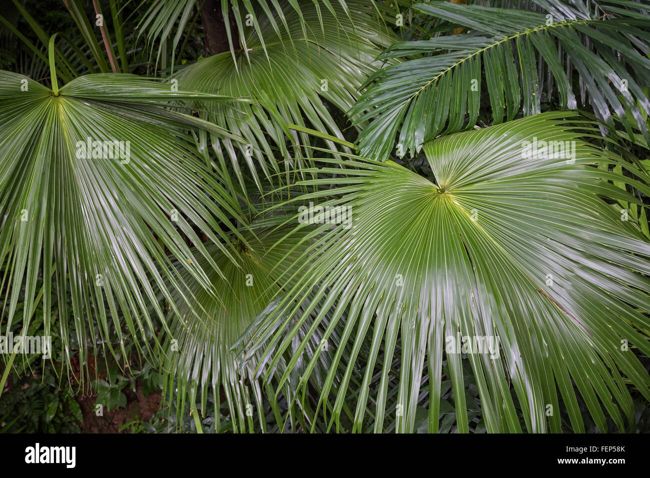 Green tropical palm tree leaves Stock Photo - Alamy