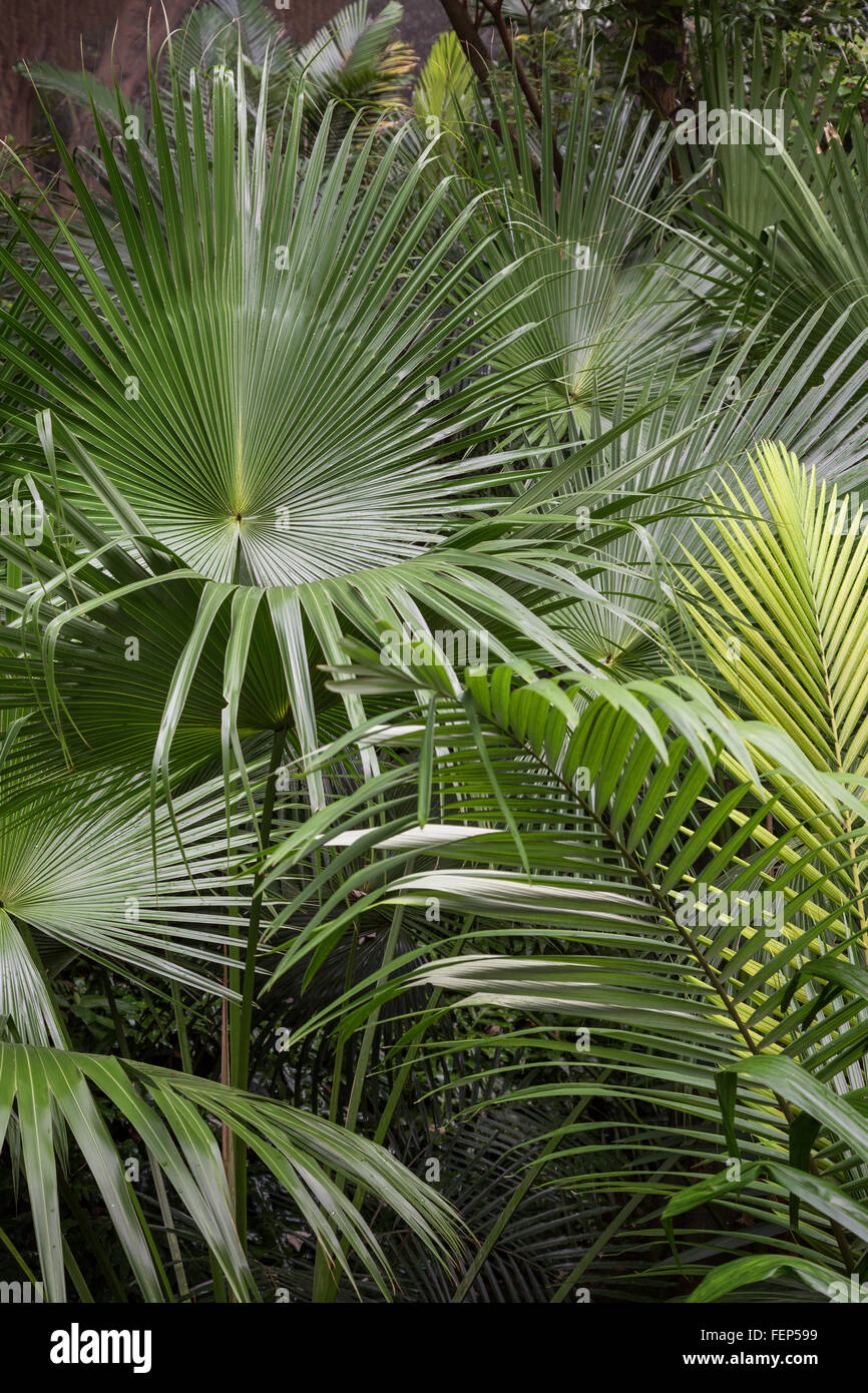 Green tropical palm tree leaves Stock Photo - Alamy