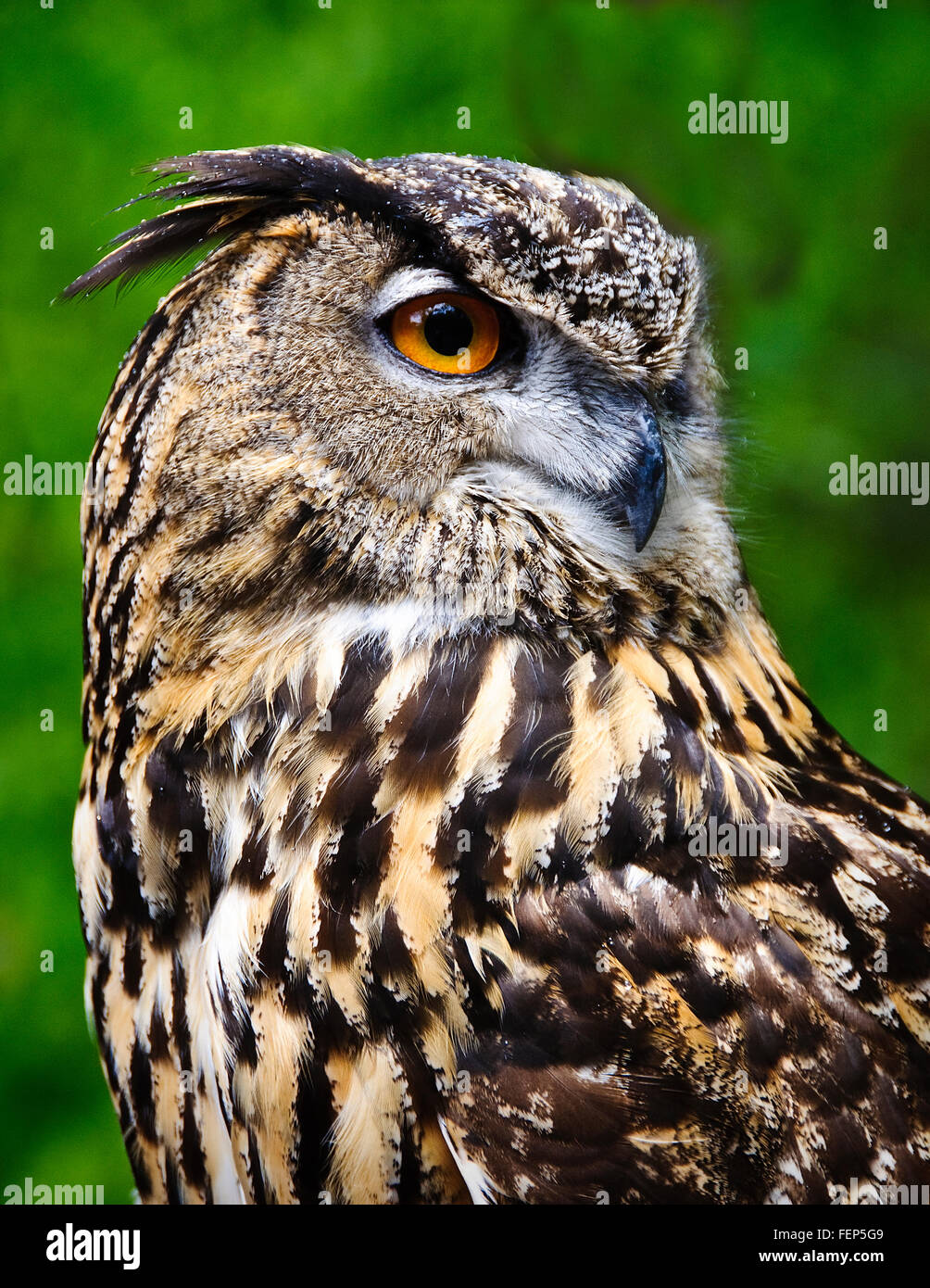 Profile view of Great Horned Owl Stock Photo - Alamy
