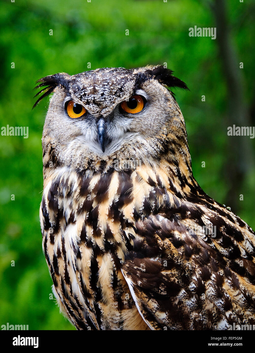 Frontal view of Great Horned owl. Taken while in captivity Stock Photo ...