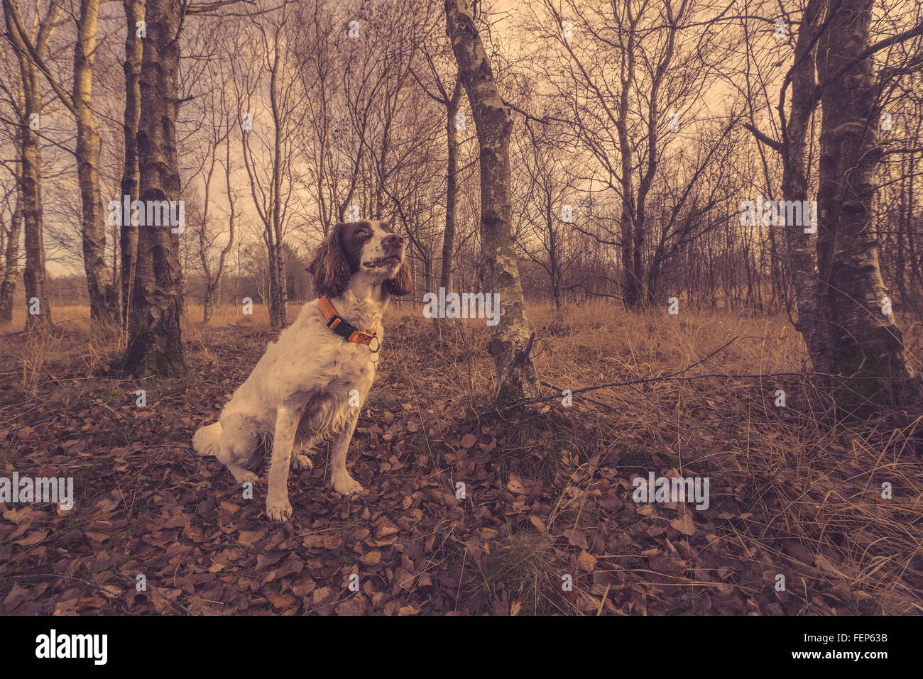 Dog sitting in the forest at autumn Stock Photo - Alamy