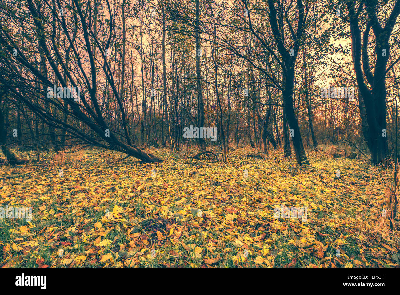 Colorful leaves on the ground in the forest at autumn Stock Photo - Alamy