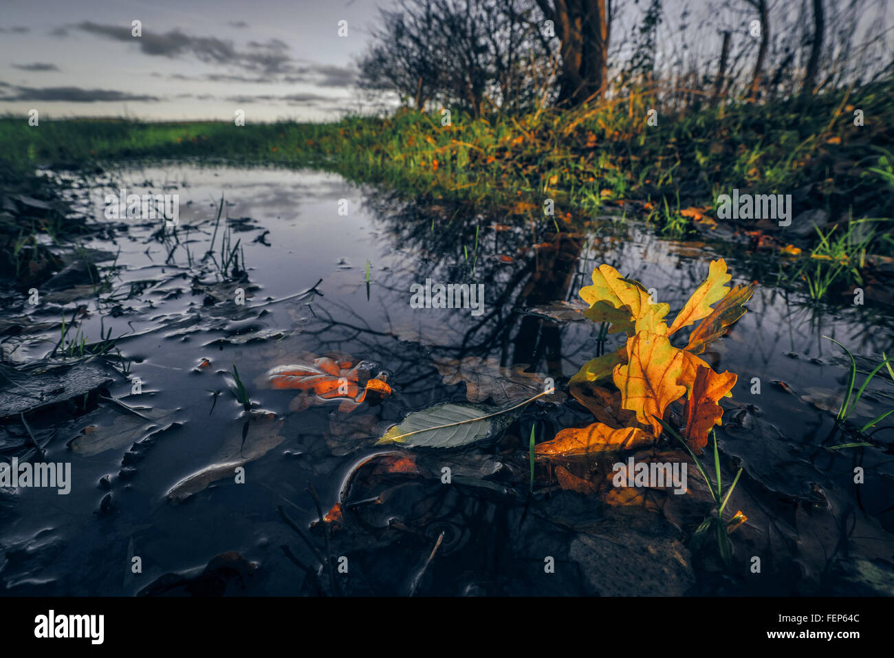 Autumn puddle dry leaves reflection hi-res stock photography and images ...