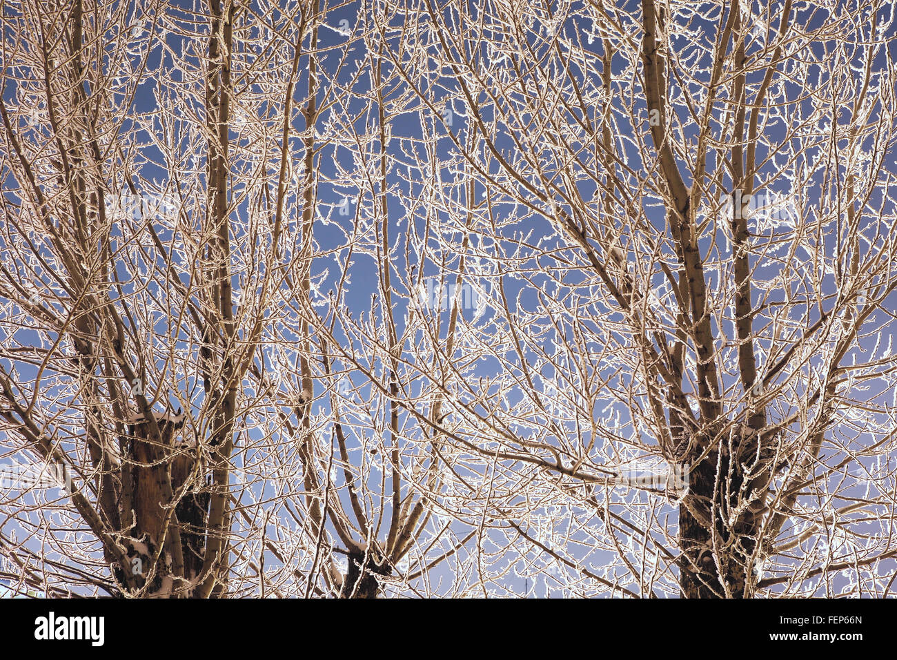 branch of tree in hoarfrost at winter night Stock Photo - Alamy