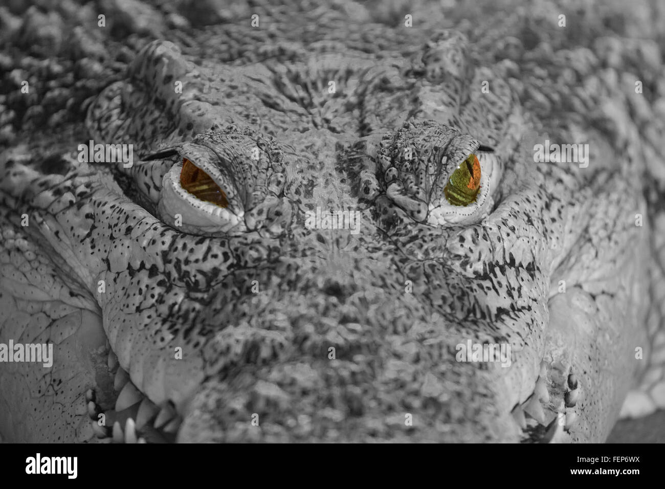 Crocodile in the wild Stock Photo - Alamy