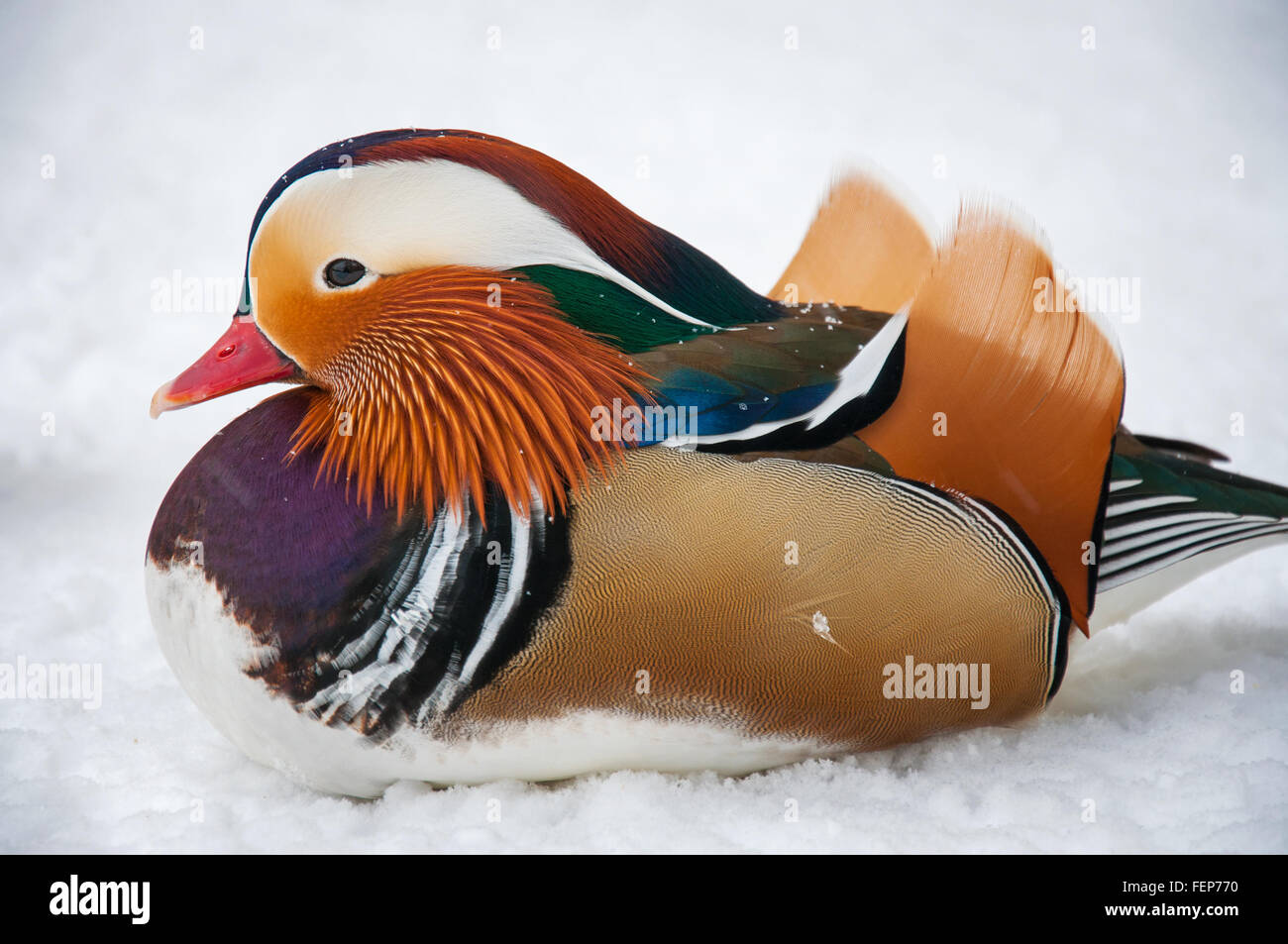 Beige duck hi-res stock photography and images - Alamy