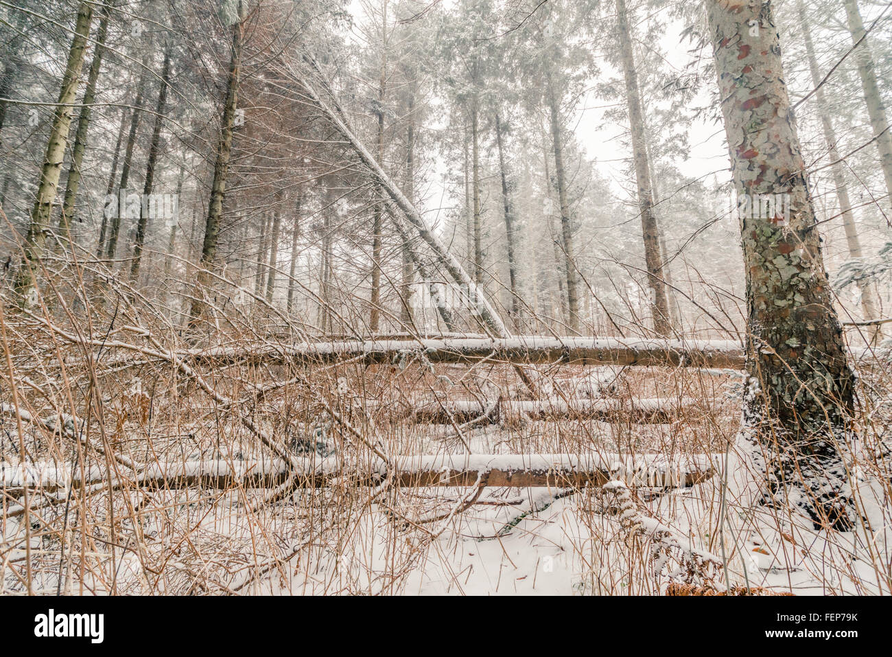 Snow on fallen trees in a forest in the winter Stock Photo - Alamy