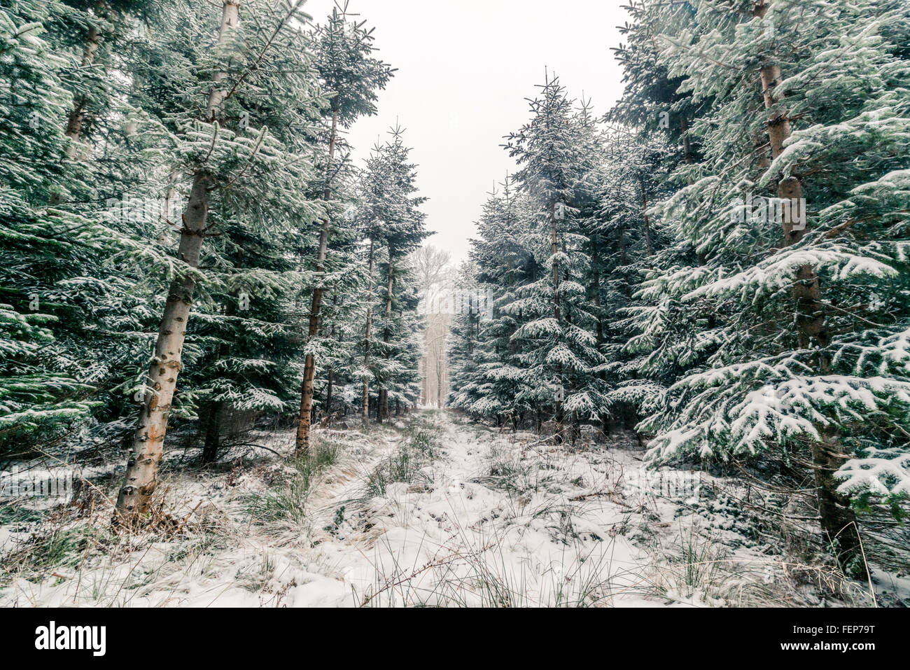 Snow in a forest with pine trees in the winter Stock Photo - Alamy