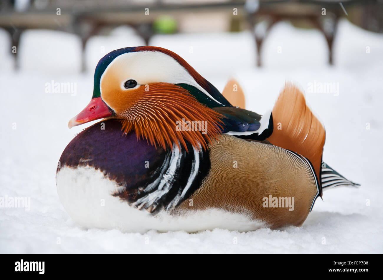 White duck red beak hi-res stock photography and images - Alamy