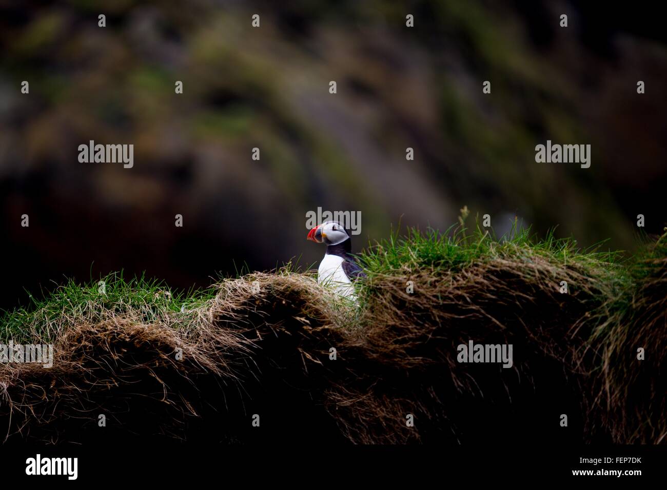 Puffin on grassy cliff looking away, Iceland Stock Photo - Alamy