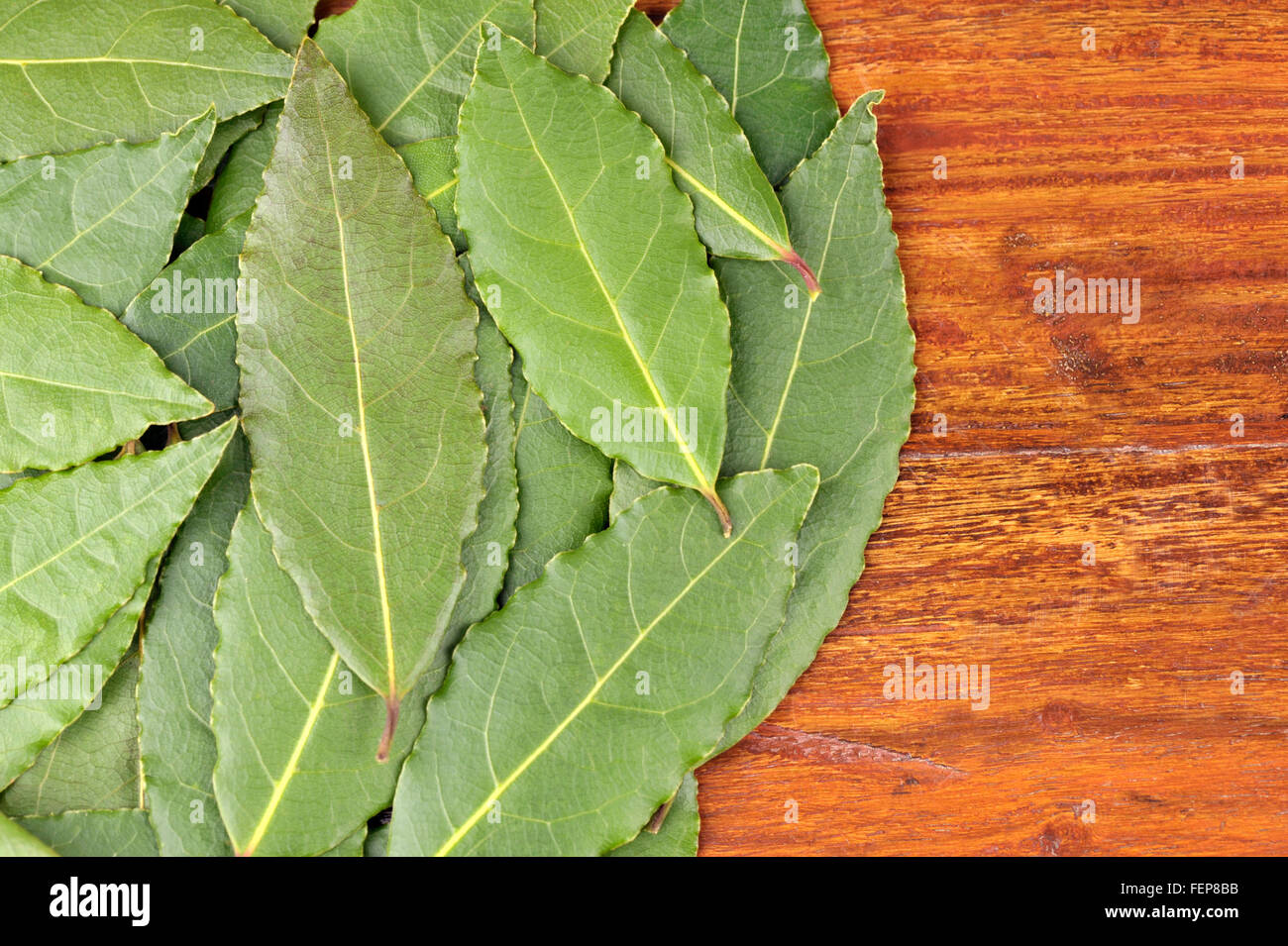 Fresh bay leaves, laurus nobilis or bay laurel leaves Stock Photo - Alamy