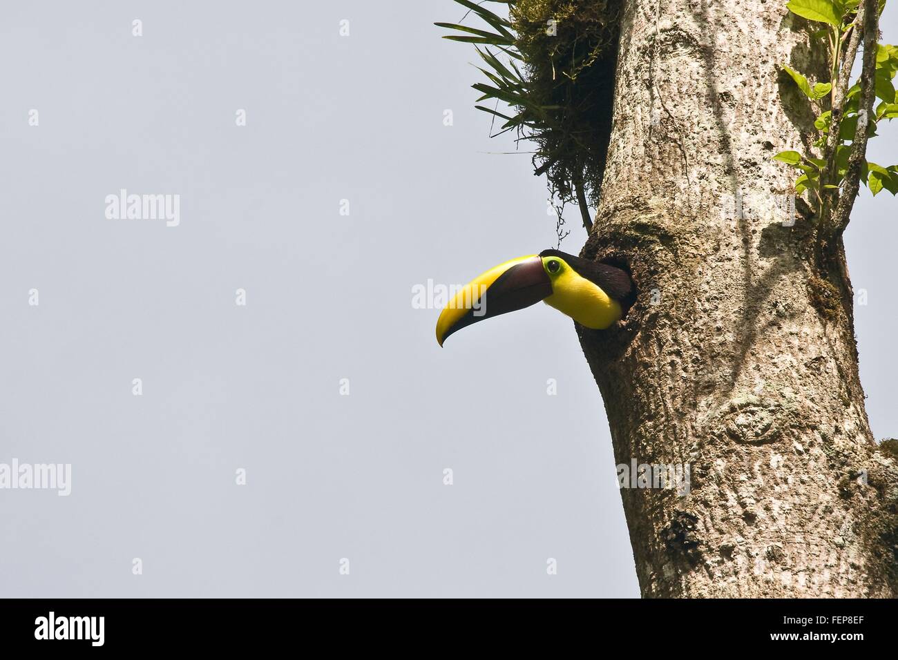 Mad toucan hi-res stock photography and images - Alamy