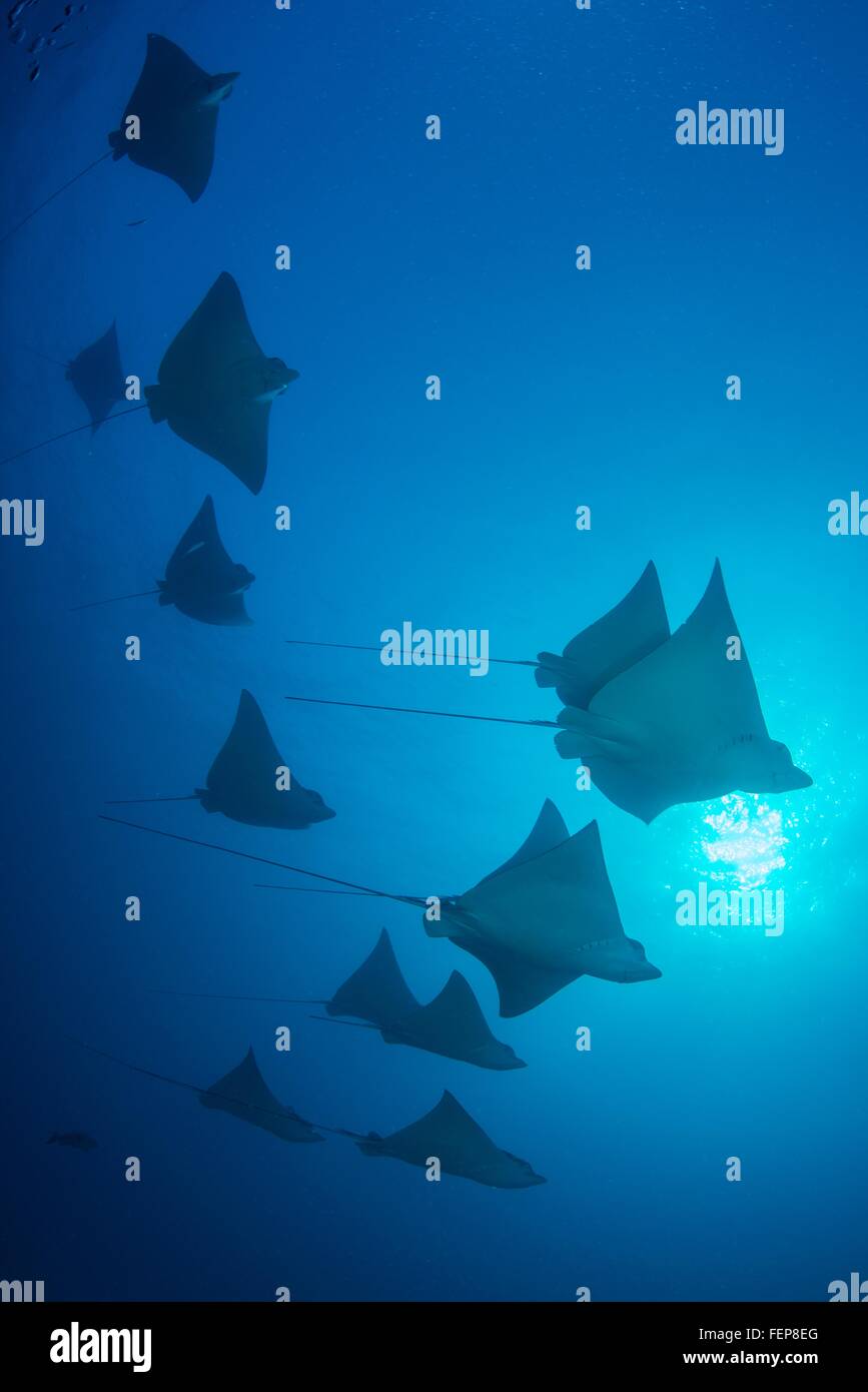 Underwater low angle view of school of spotted eagle rays (Aetobatus ...