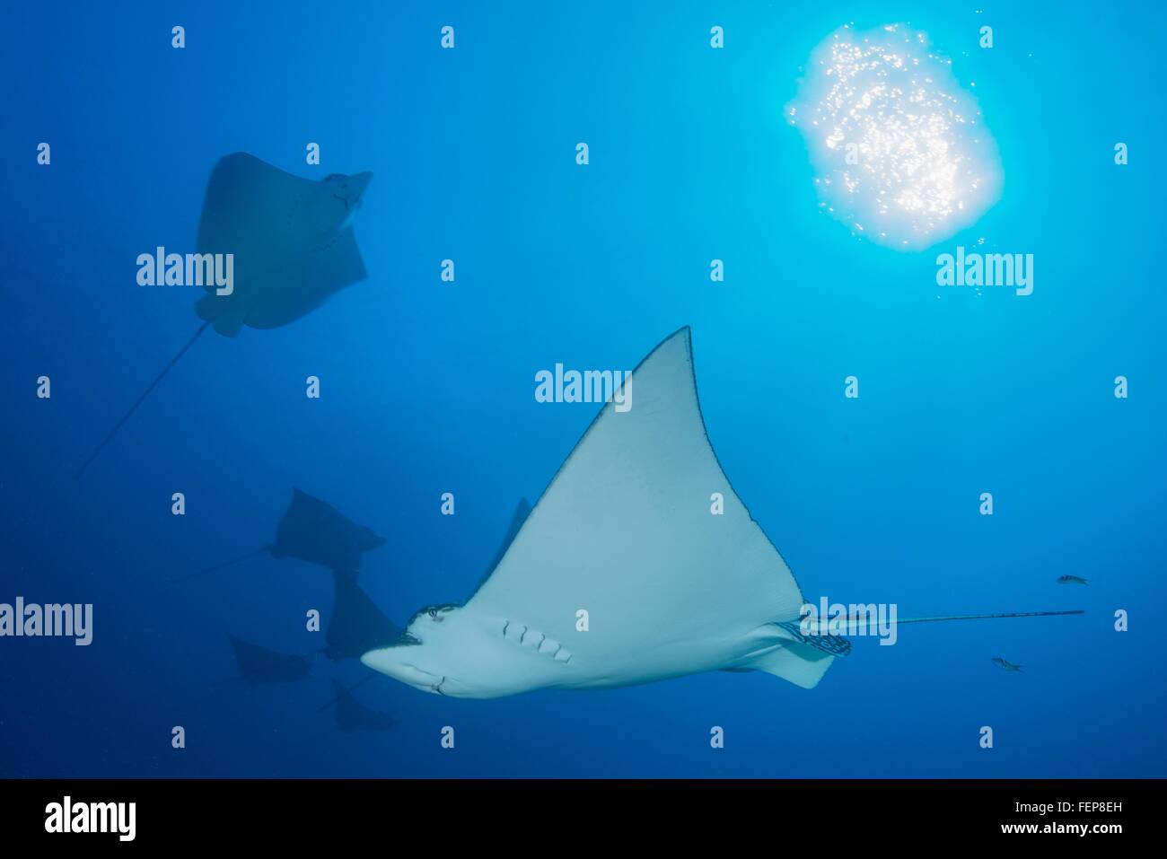 Eagle ray hi-res stock photography and images - Alamy