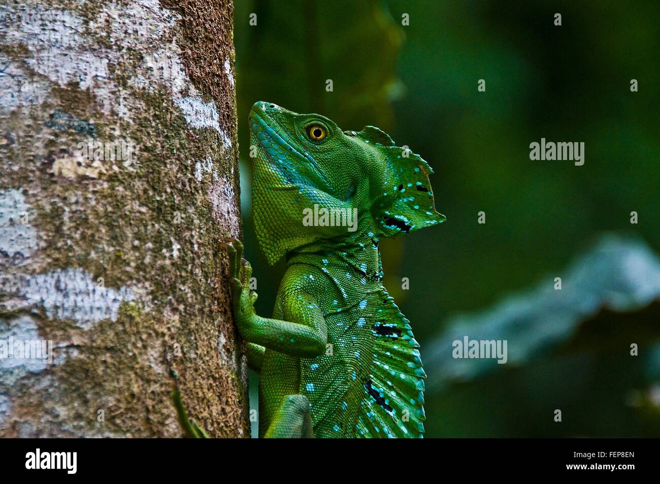 Side view of plumed or double crested basilisk (Basiliscus plumifrons ...