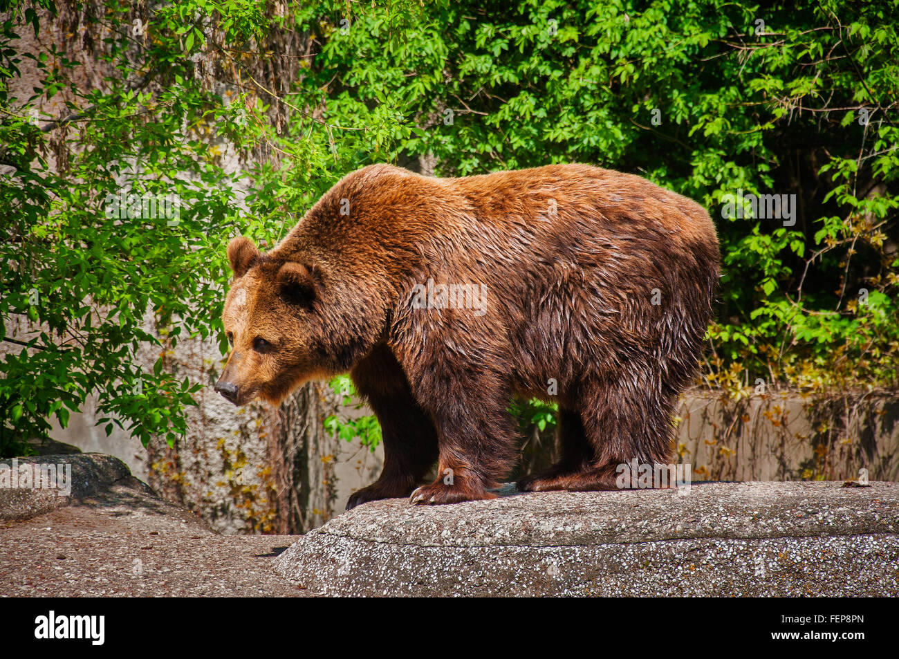 Brown bear snout hi-res stock photography and images - Alamy