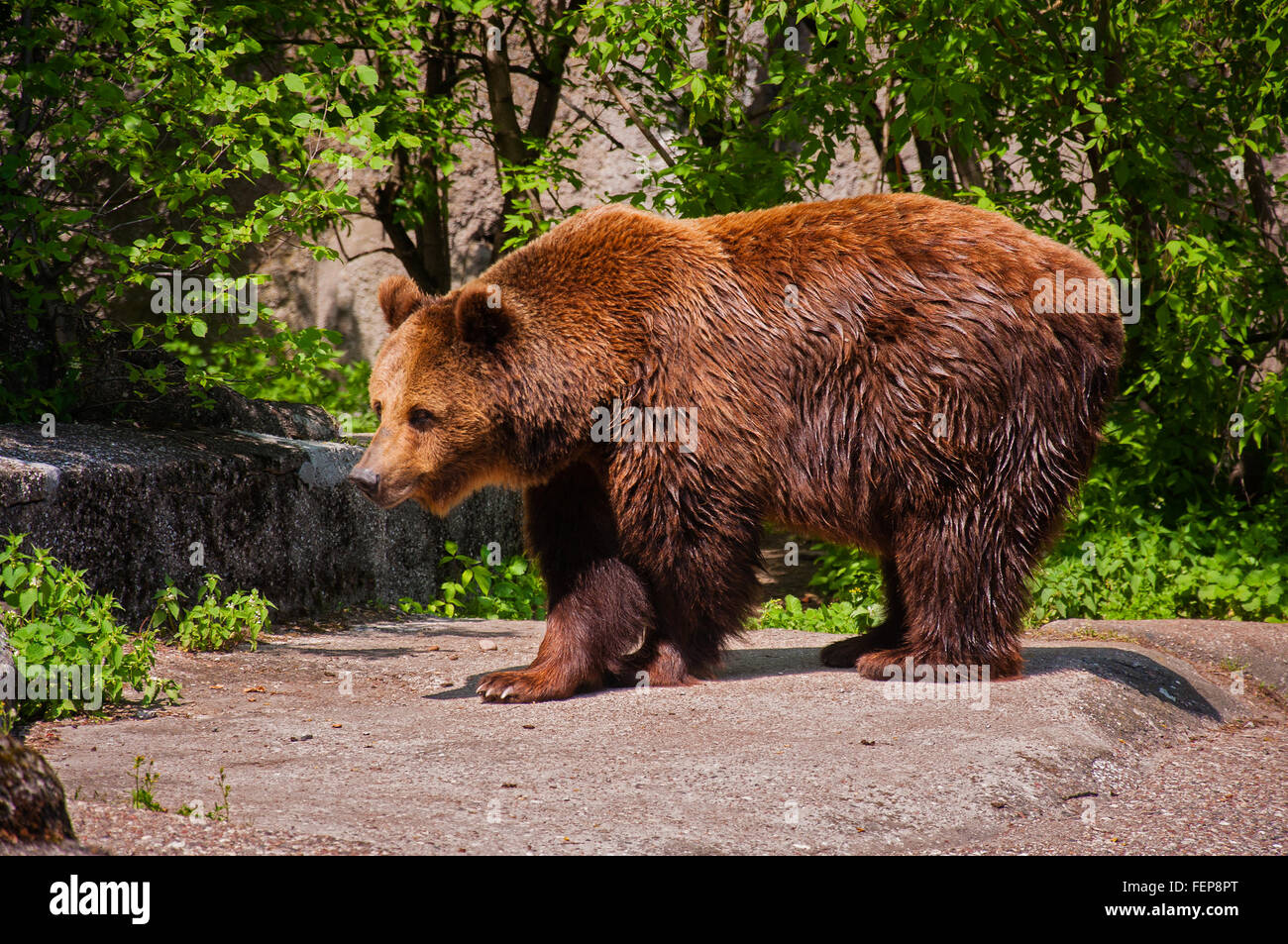 Mammals with wild animals with nature and animals with fur hi-res stock ...