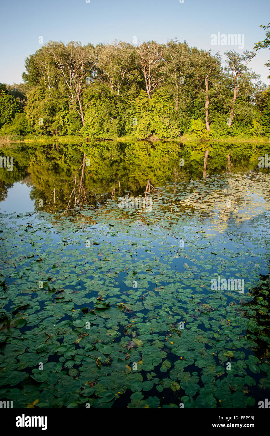 Leaf landscapes hi-res stock photography and images - Alamy