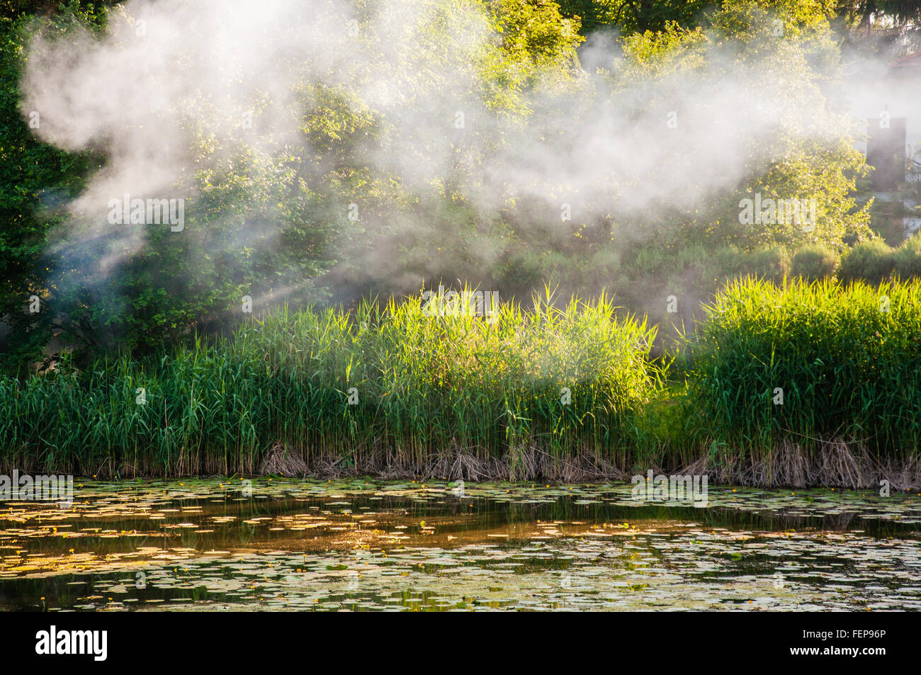 Smoke woods hi-res stock photography and images - Alamy