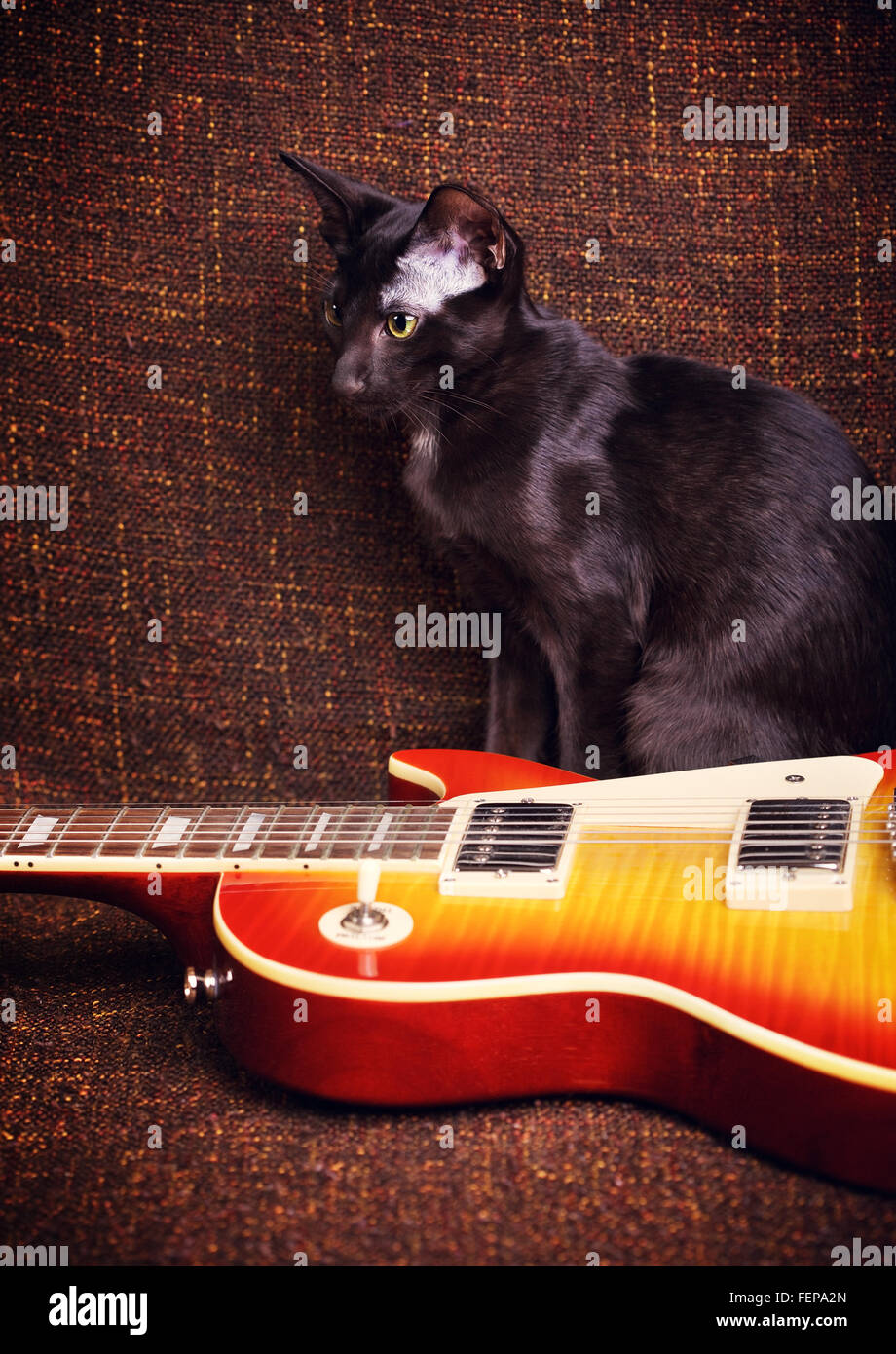 Oriental shorthair cat hi-res stock photography and images - Alamy