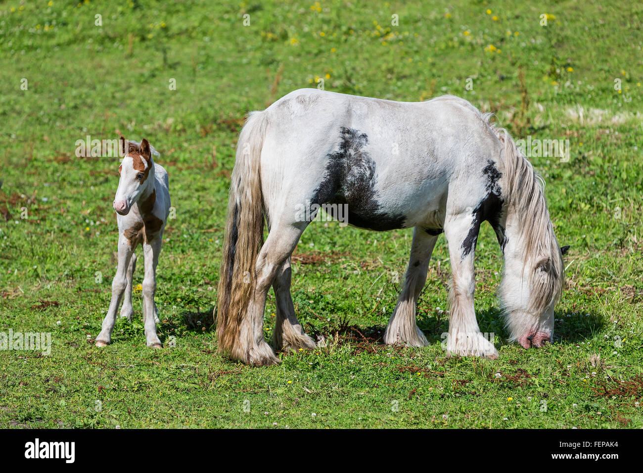 Ma mare hi-res stock photography and images - Alamy