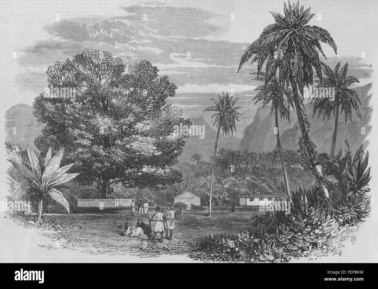 Tamarind Tree Drawing
