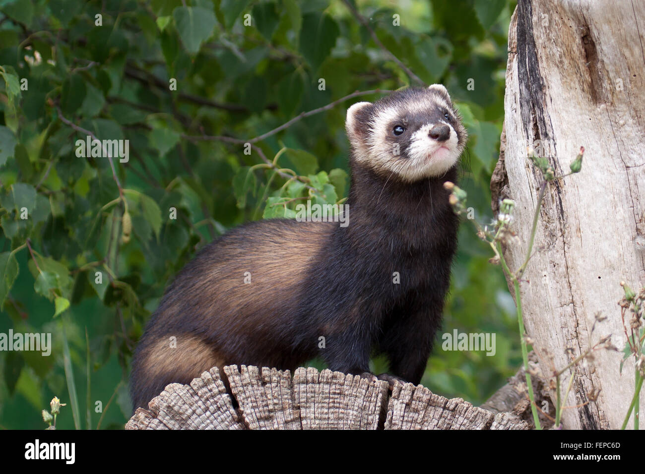 Striped Polecat High Resolution Stock Photography and Images - Alamy