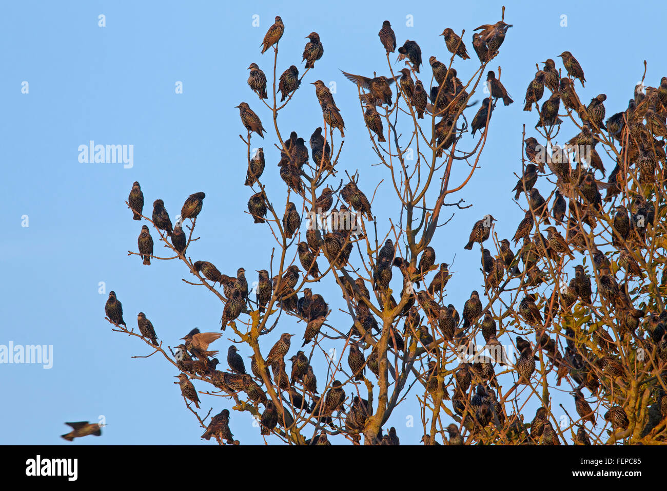 Congregating of common starlings (Sturnus vulgaris) communal roosting ...